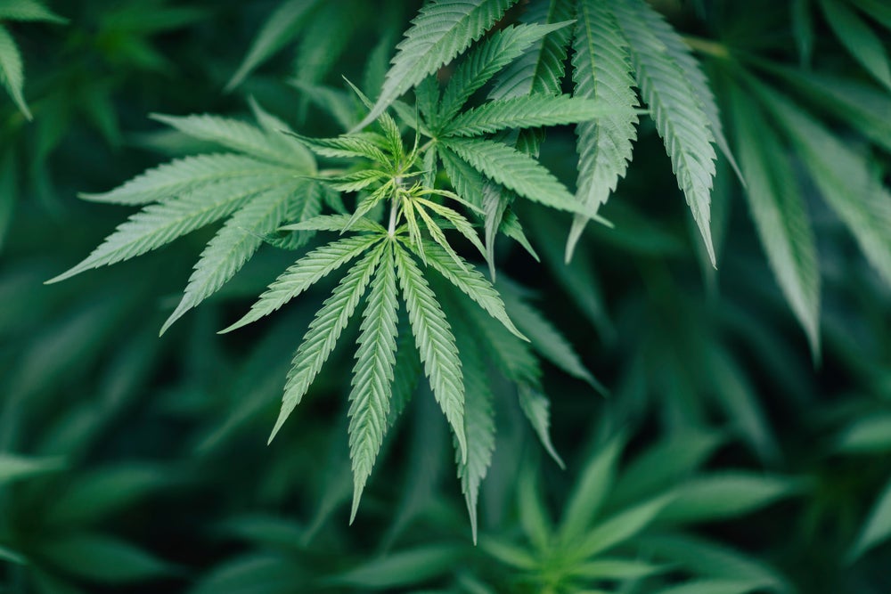 FDA Approves Country's First Marijuana-Based Medicine | Scientific American