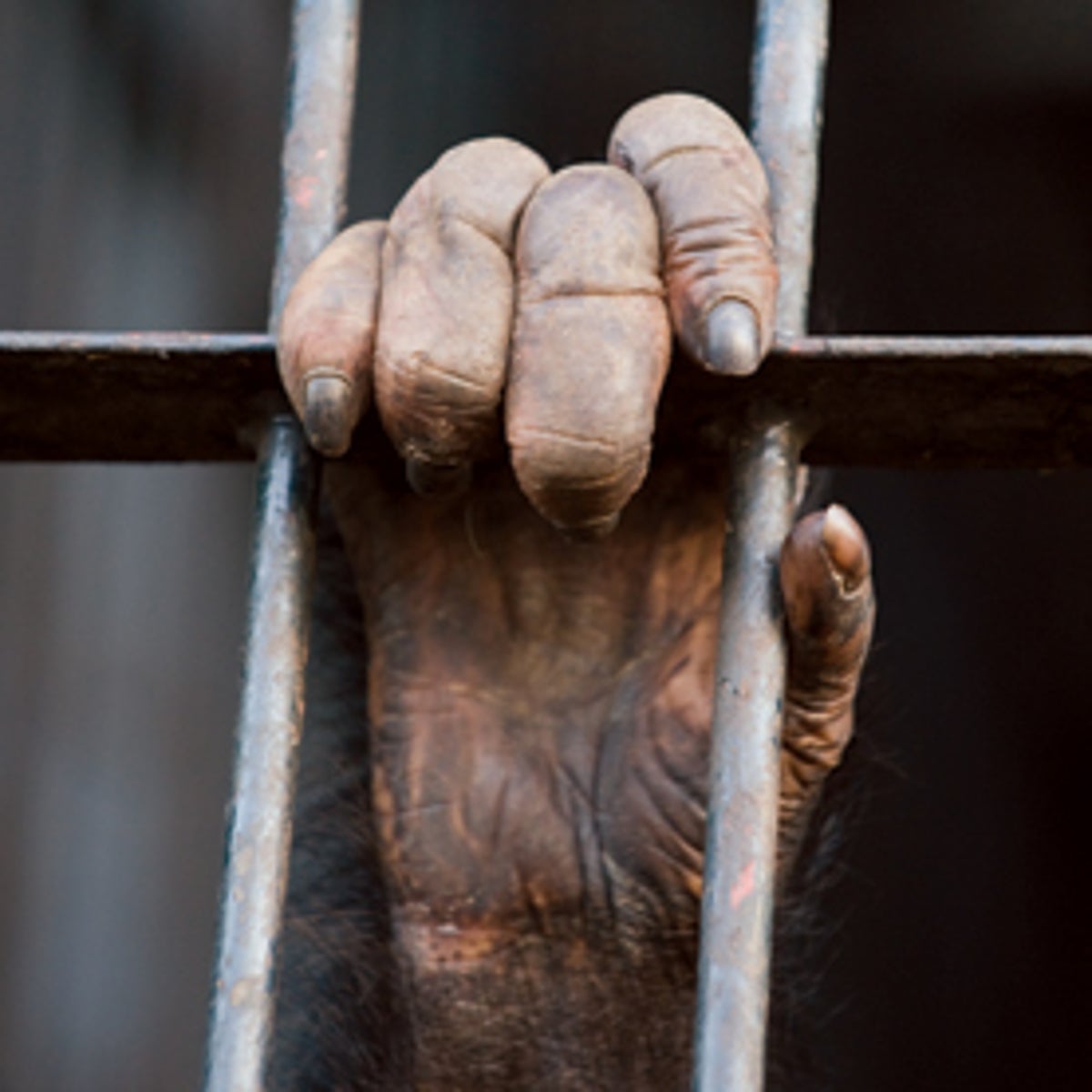 Ban Chimp Testing | Scientific American