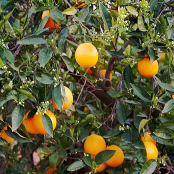 Insect is Turning Florida's Oranges Green - Scientific American