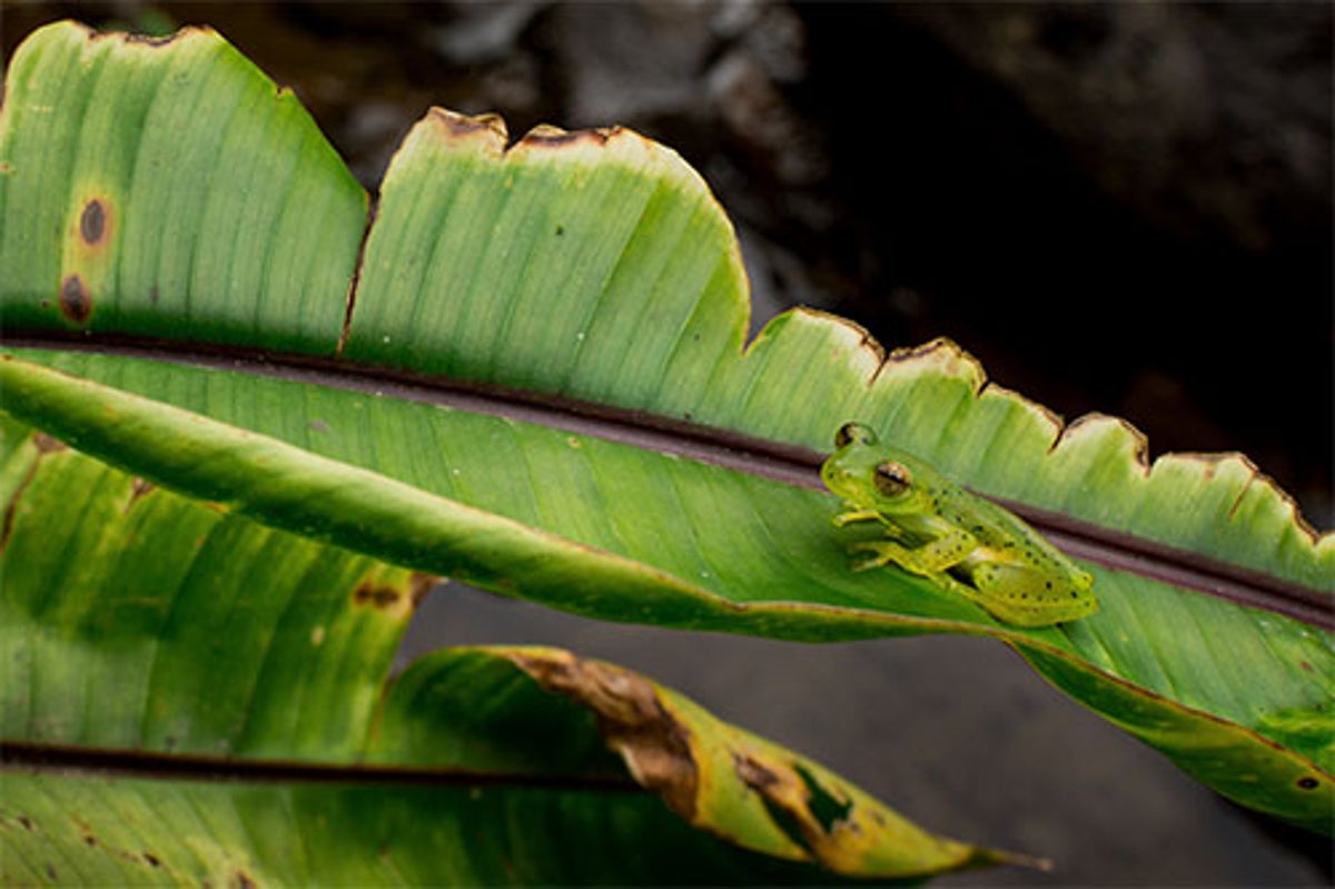 Translucent Frog Optics Create Camo Color | Scientific American