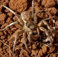Seafaring Spiders Made It around the World--in 8 Million Years ...