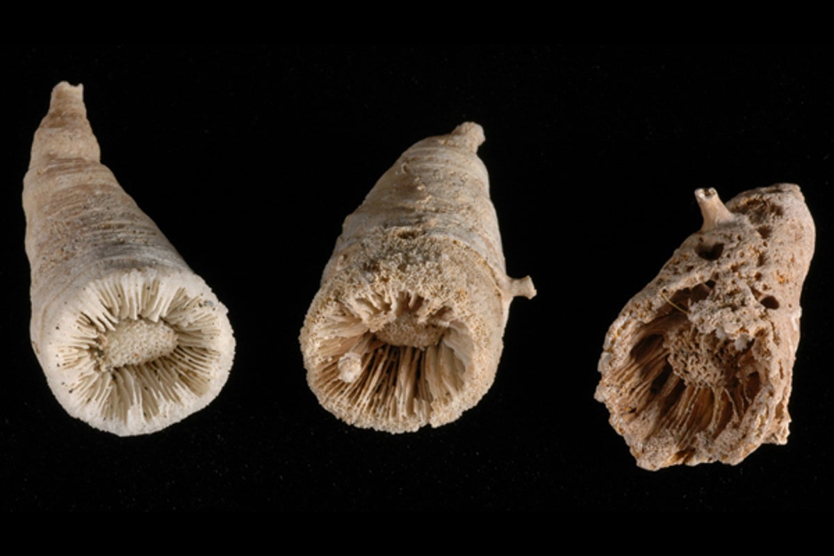 Oceans Can Rise in Sudden Bursts | Scientific American