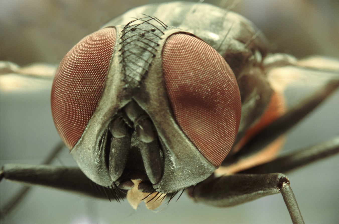 Insects Donate DNA to Unrelated Bugs | Scientific American