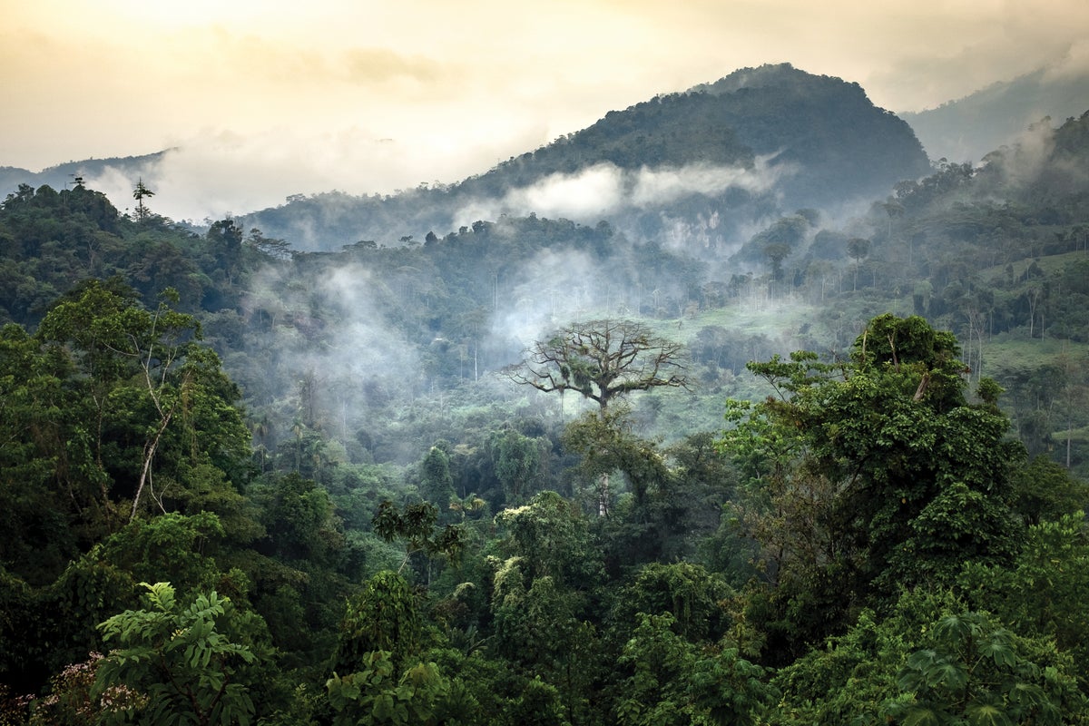 Conservation after Conflict in Colombia | Scientific American