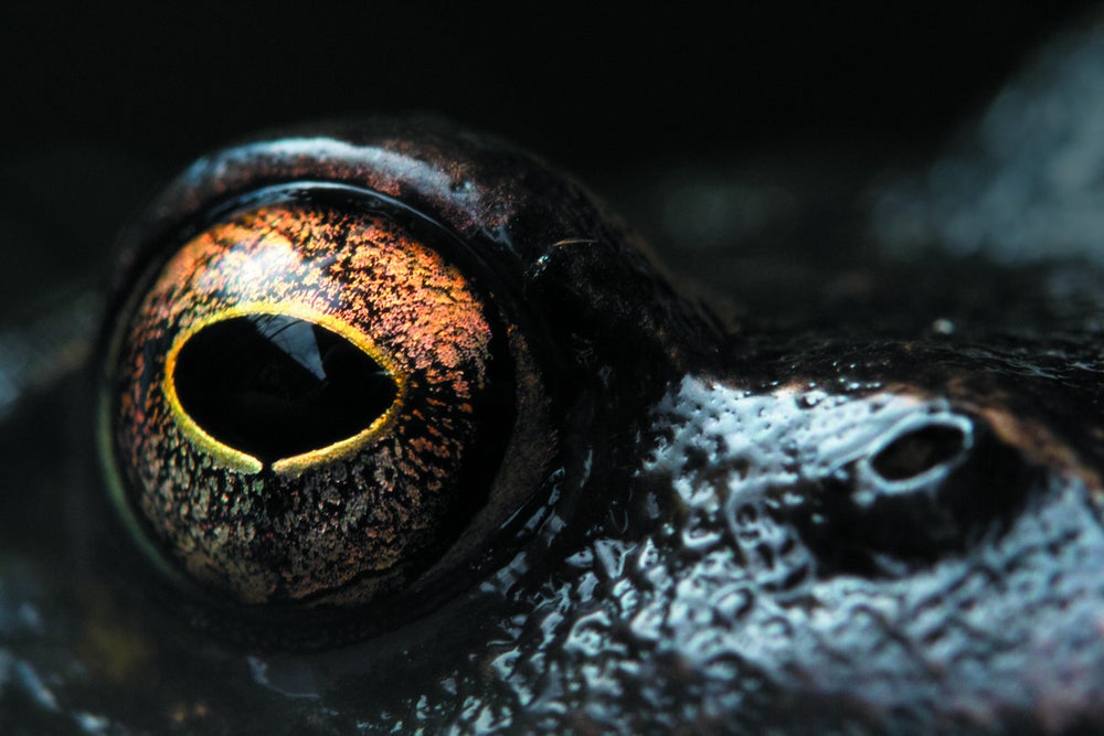 Animals Use Brain Tricks to See in the Dark | Scientific American