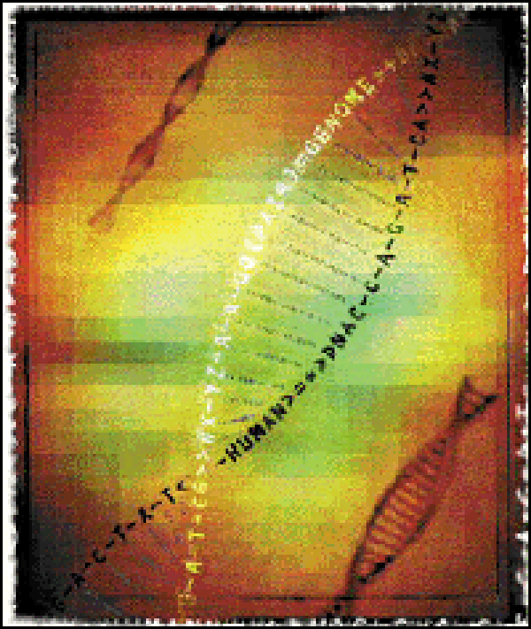 Code of the Code | Scientific American