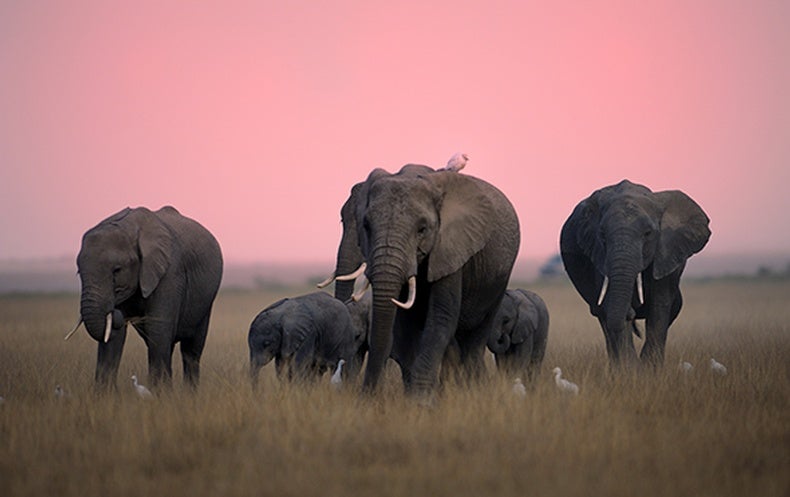 Where's My Elephant? High-Tech Collars Track Wildlife in Real Time ...