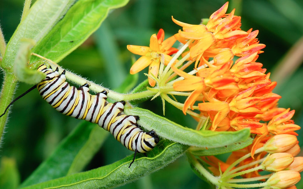 How Monarch Butterflies Evolved to Eat a Poisonous Plant | Scientific ...