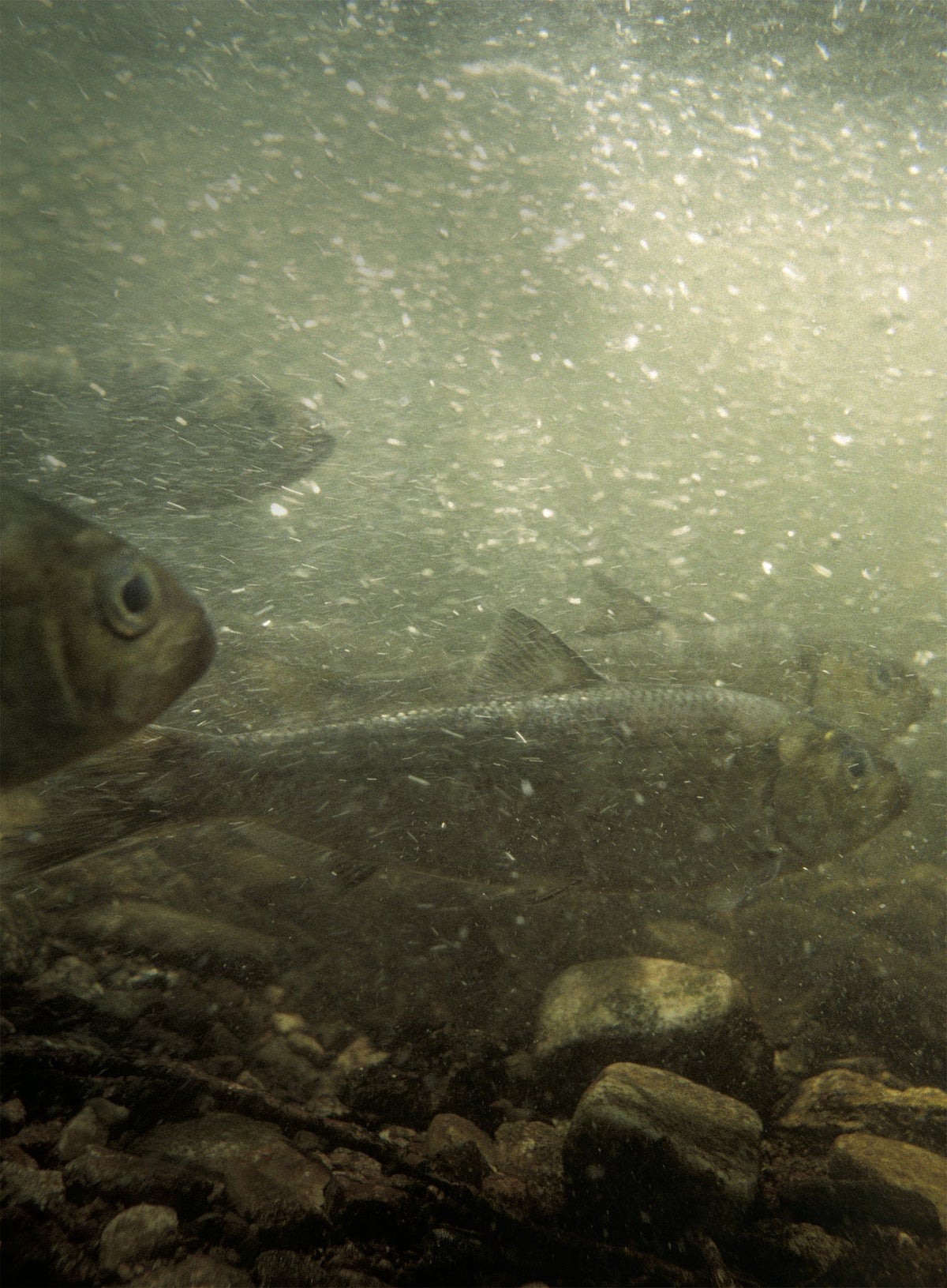 Opiate Receptors and Internal Opiates | Scientific American