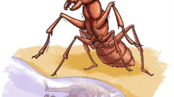 Signaling Science: What Household Solutions Repel Ants? - Scientific ...