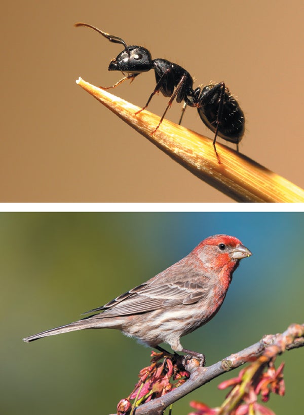 Animals Use Social Distancing to Avoid Disease | Scientific American