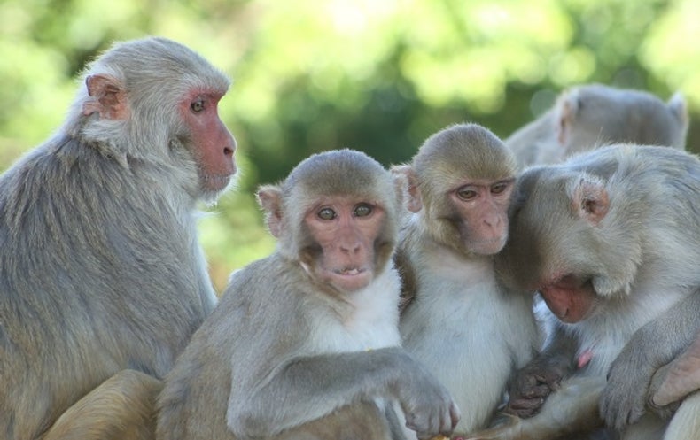 Made Ya Look, Monkey - Scientific American