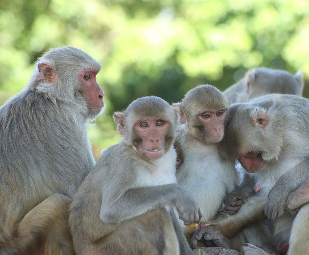 Made Ya Look, Monkey | Scientific American