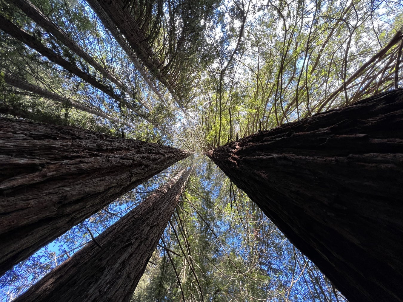 Coast Redwoods Are Enduring, Adaptable Marvels | Scientific American