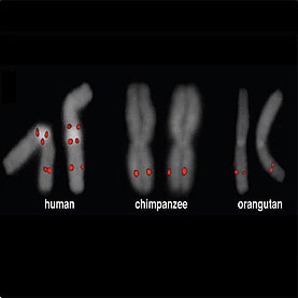 A Missing Genetic Link In Human Evolution Scientific American