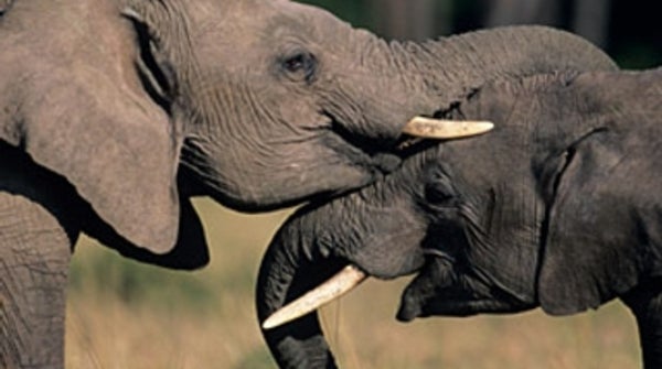 Are Elephant Populations Stable These Days? - Scientific American