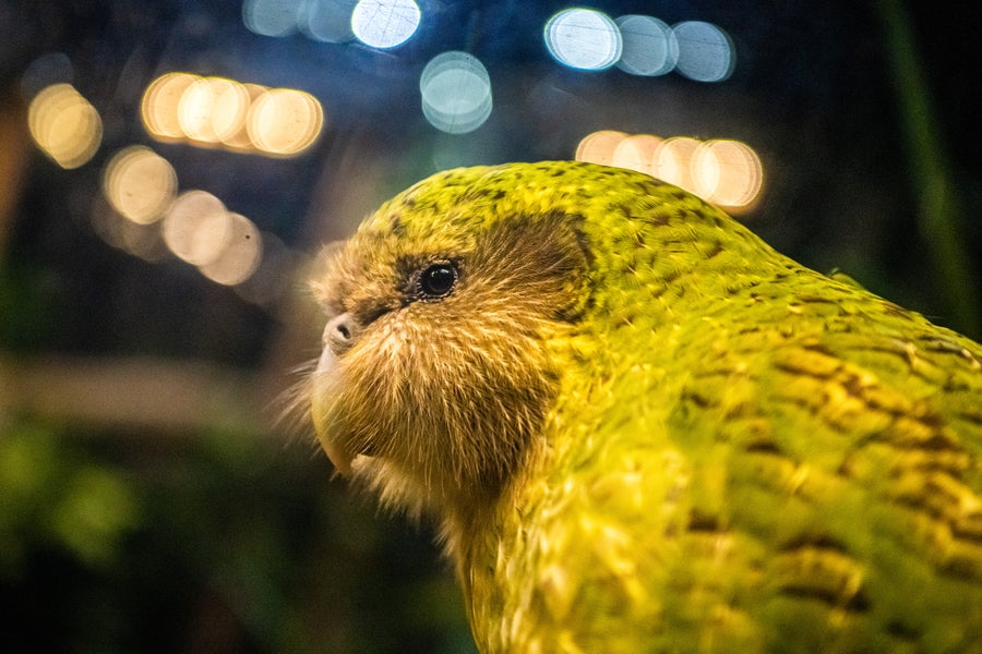 Kākāpō Parrots Are Flightless, Adorable and Making a Comeback ...