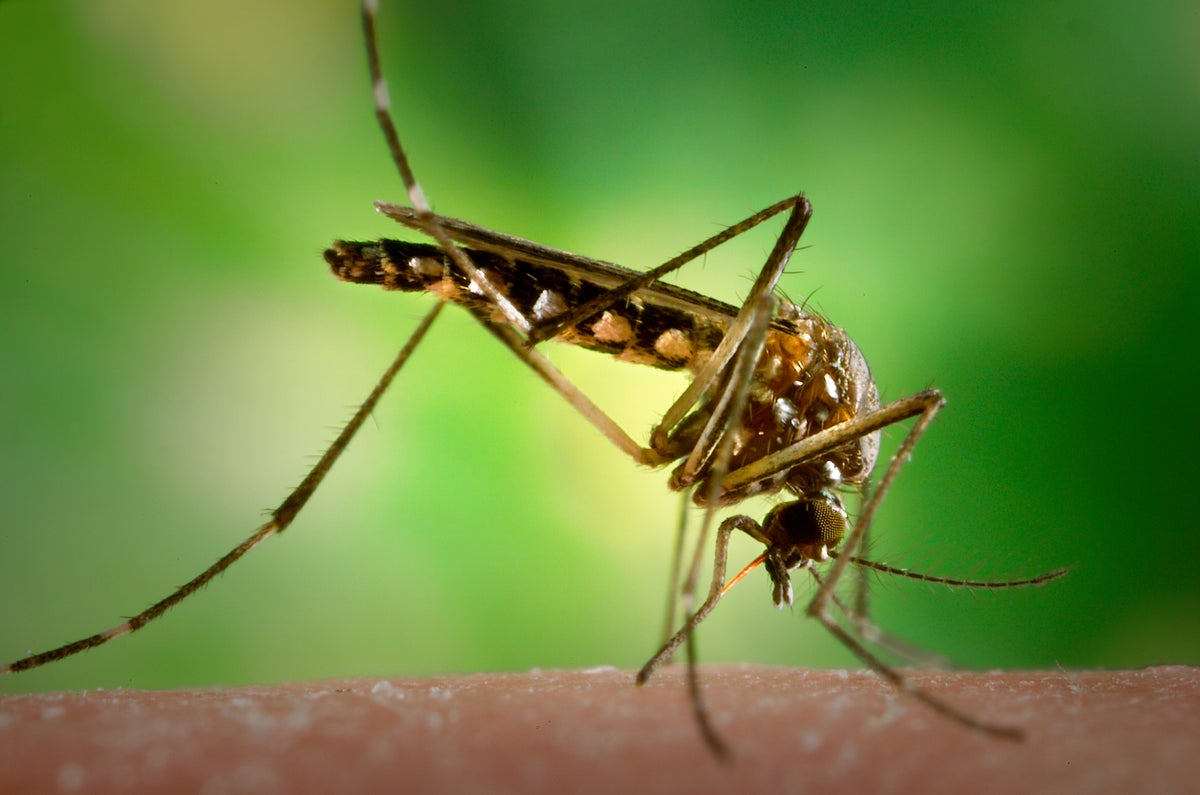 Mosquitoes Will Save Us All ... from Mosquitoes | Scientific American