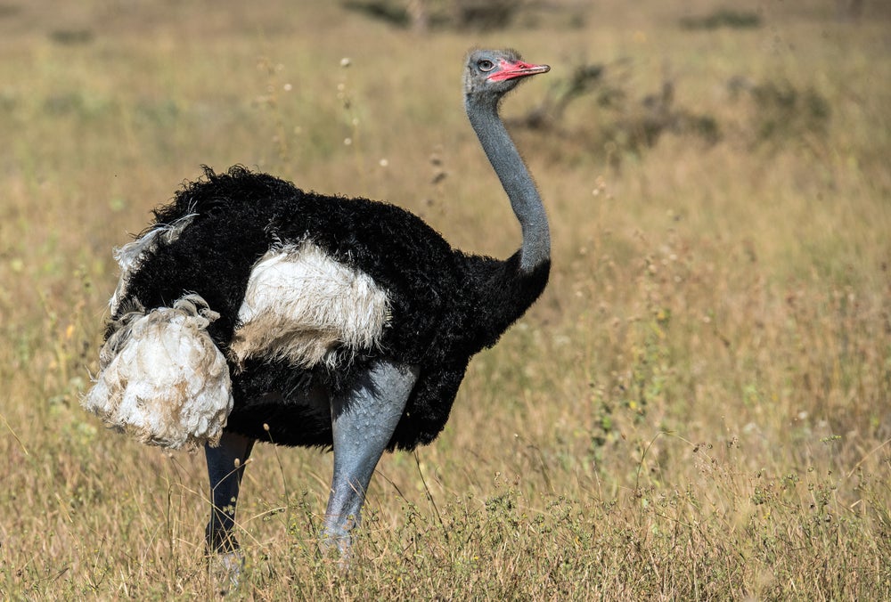Extinct 11-Foot "Super-Ostrich" Was as Massive as a Polar Bear ...