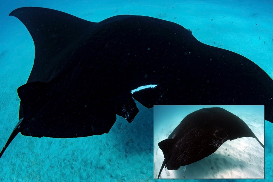 Ships Hit Smaller Sea Animals More Often than Researchers Thought ...