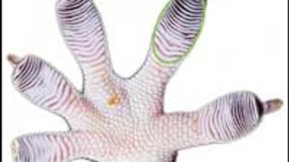 Scientists Unravel How Geckos Keep Their Sticky Feet Clean - Scientific ...