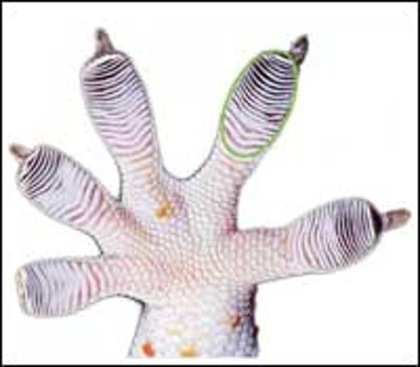 Scientists Unravel How Geckos Keep Their Sticky Feet Clean - Scientific ...