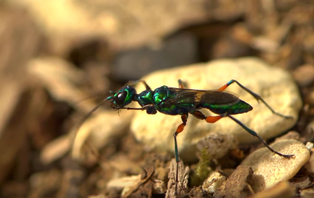 Stories by Katherine Harmon Courage | Scientific American