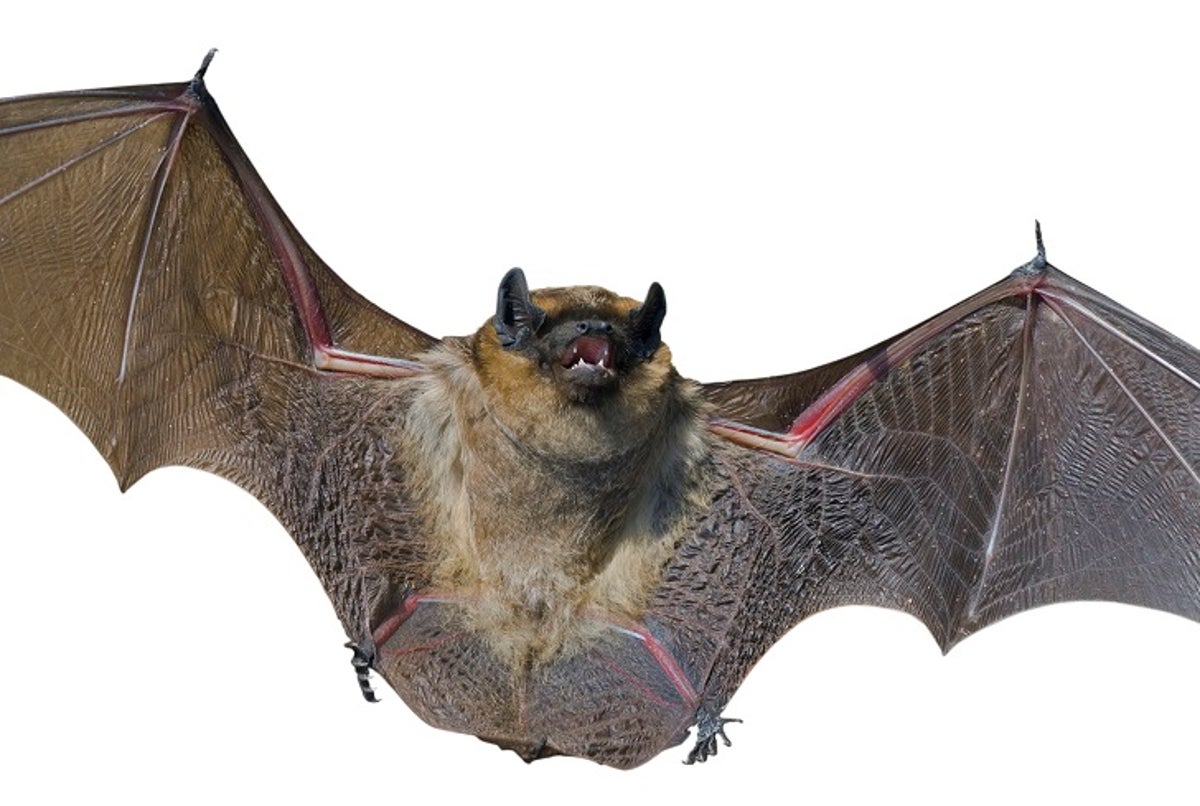 Bat Chatter Is More Than a Cry in the Dark | Scientific American