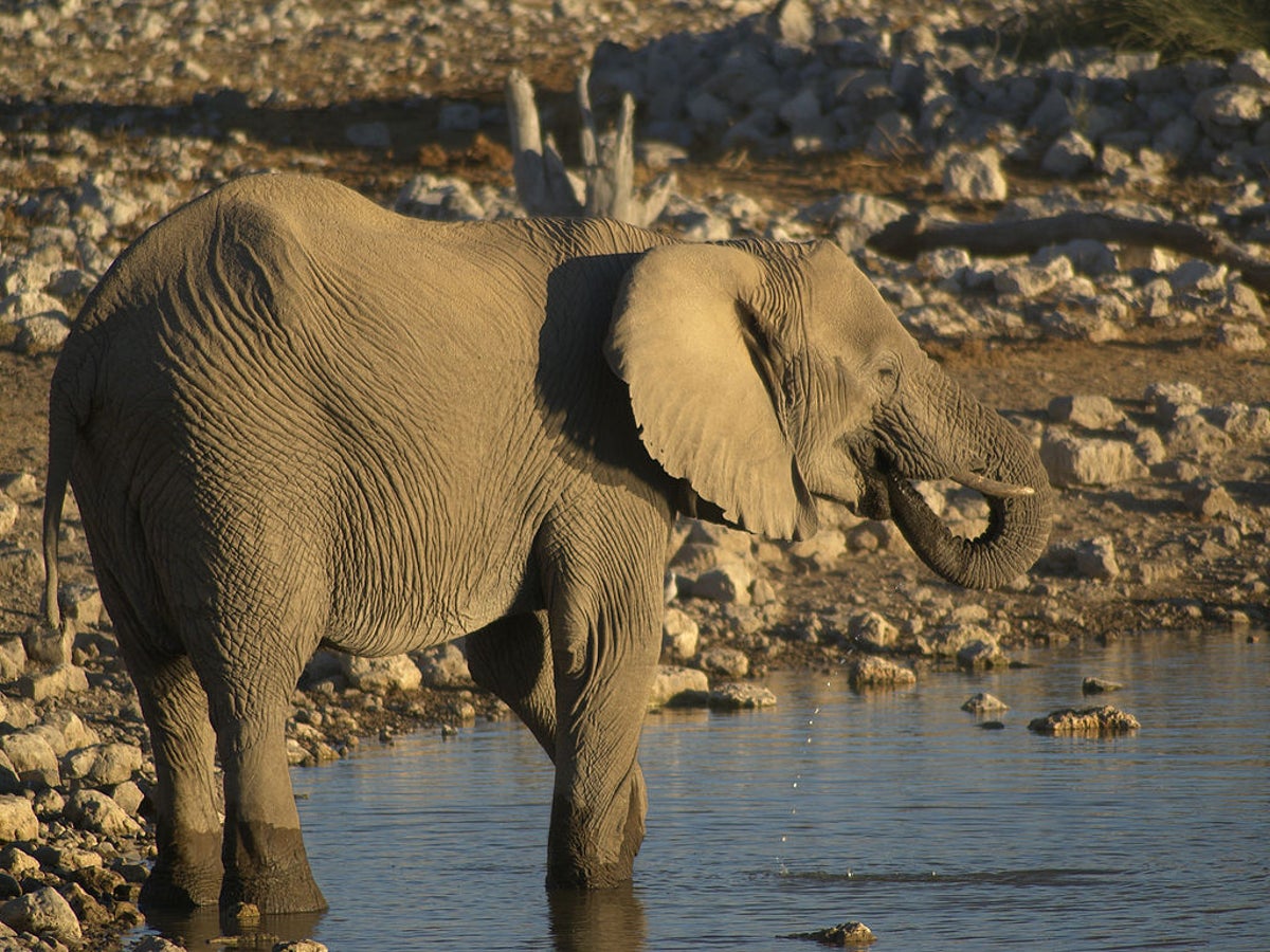 Mali's Desert Elephants Face Extinction in 3 Years | Scientific American