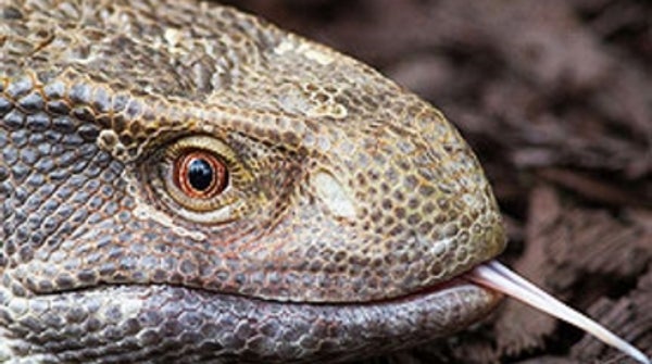 Monitor Lizards Found to Breathe Unidirectionally Like Birds ...