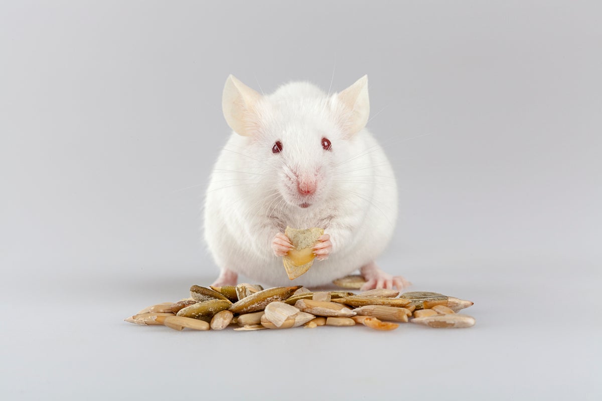 Drunk Mice Get the Munchies | Scientific American