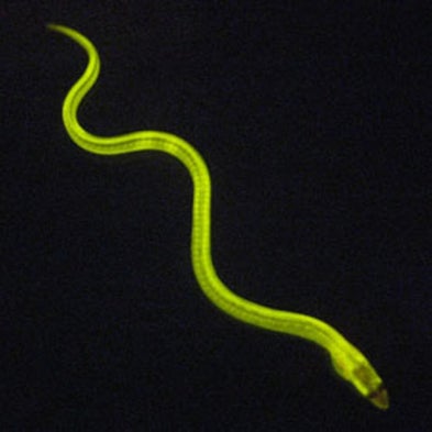 First Fluorescent Protein Identified in a Vertebrate Animal ...