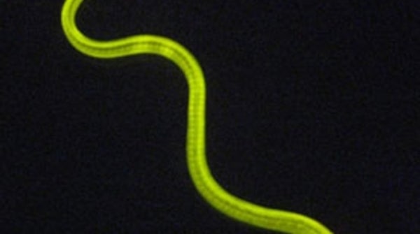 First Fluorescent Protein Identified in a Vertebrate Animal ...