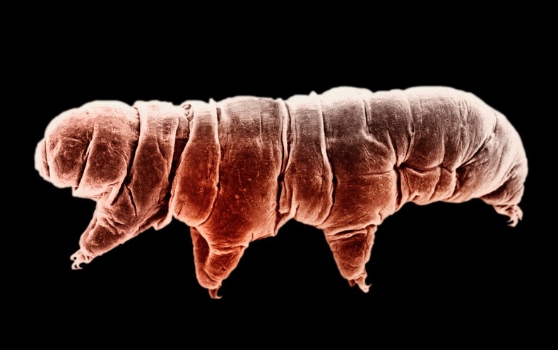 Tardigrade Protein Helps Human DNA Withstand Radiation - Scientific ...