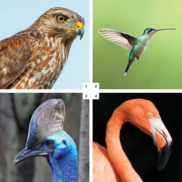 How Birds Evolved Their Incredible Diversity | Scientific American