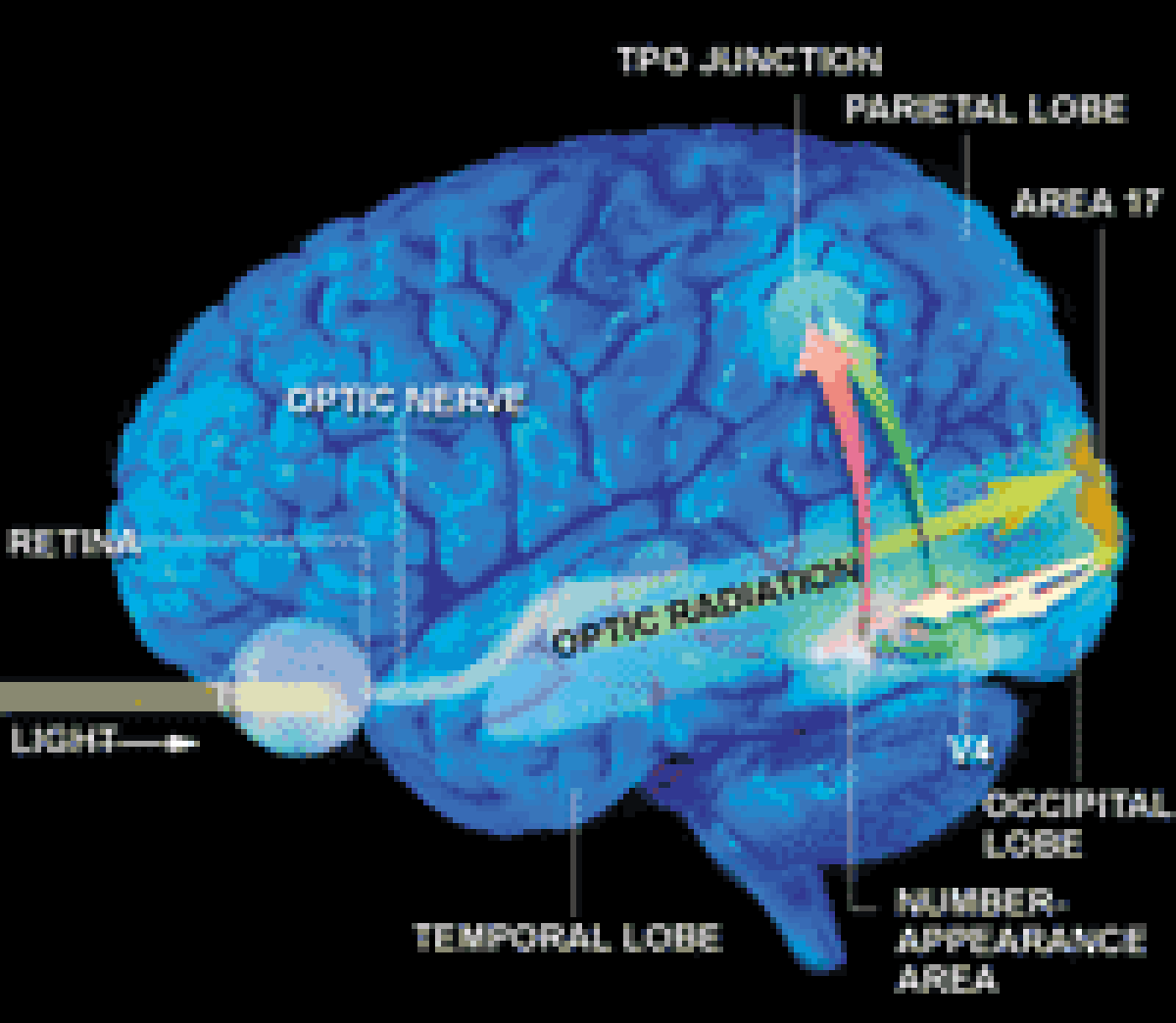 Hearing Colors, Tasting Shapes: Mingled Signals | Scientific American