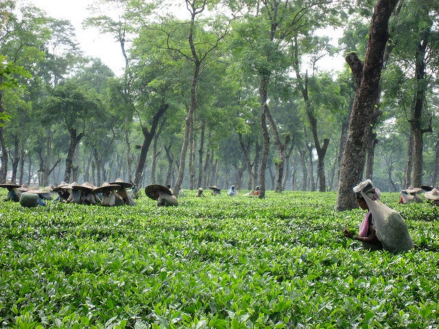 Global Warming Changes the Future for Tea Leaves - Scientific American