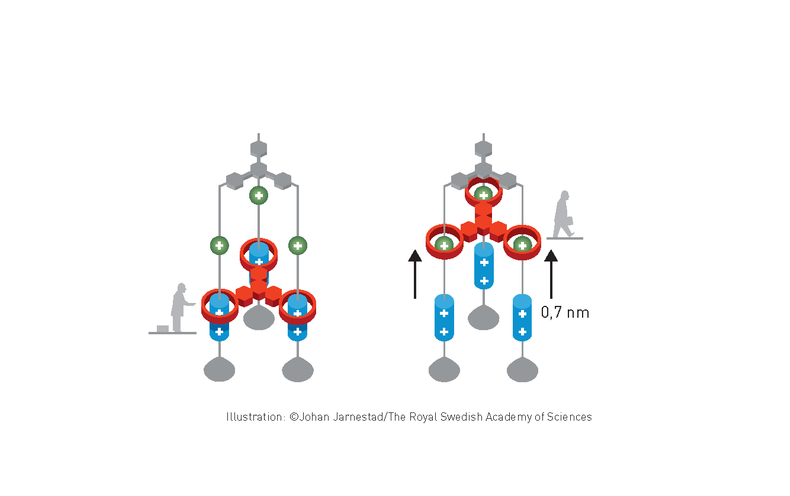 Molecular Machine-Makers Grab the 2016 Nobel Prize in Chemistry ...
