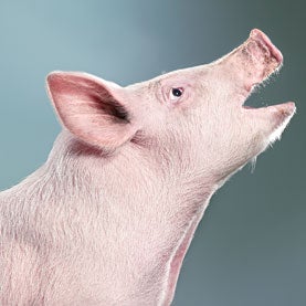 Our Big Pig Problem - Scientific American