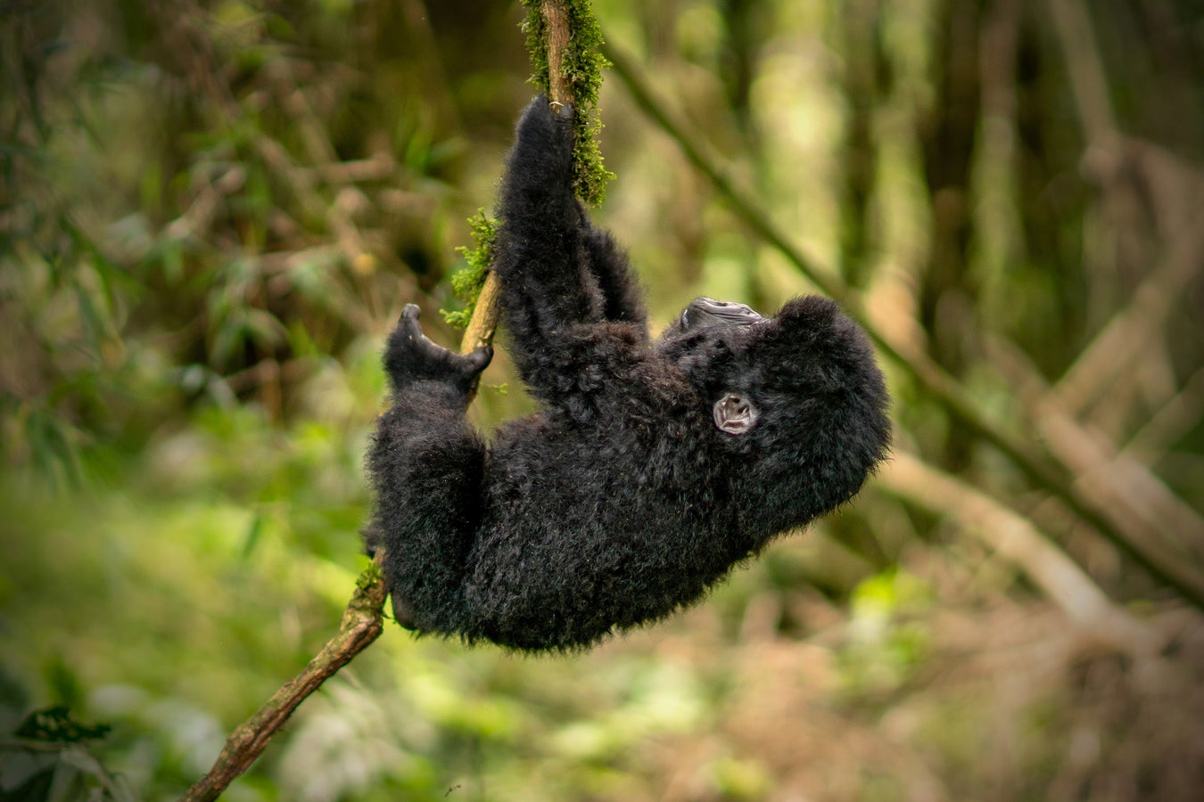 Why Primates (Including Humans) Love to Spin Ourselves around until We ...