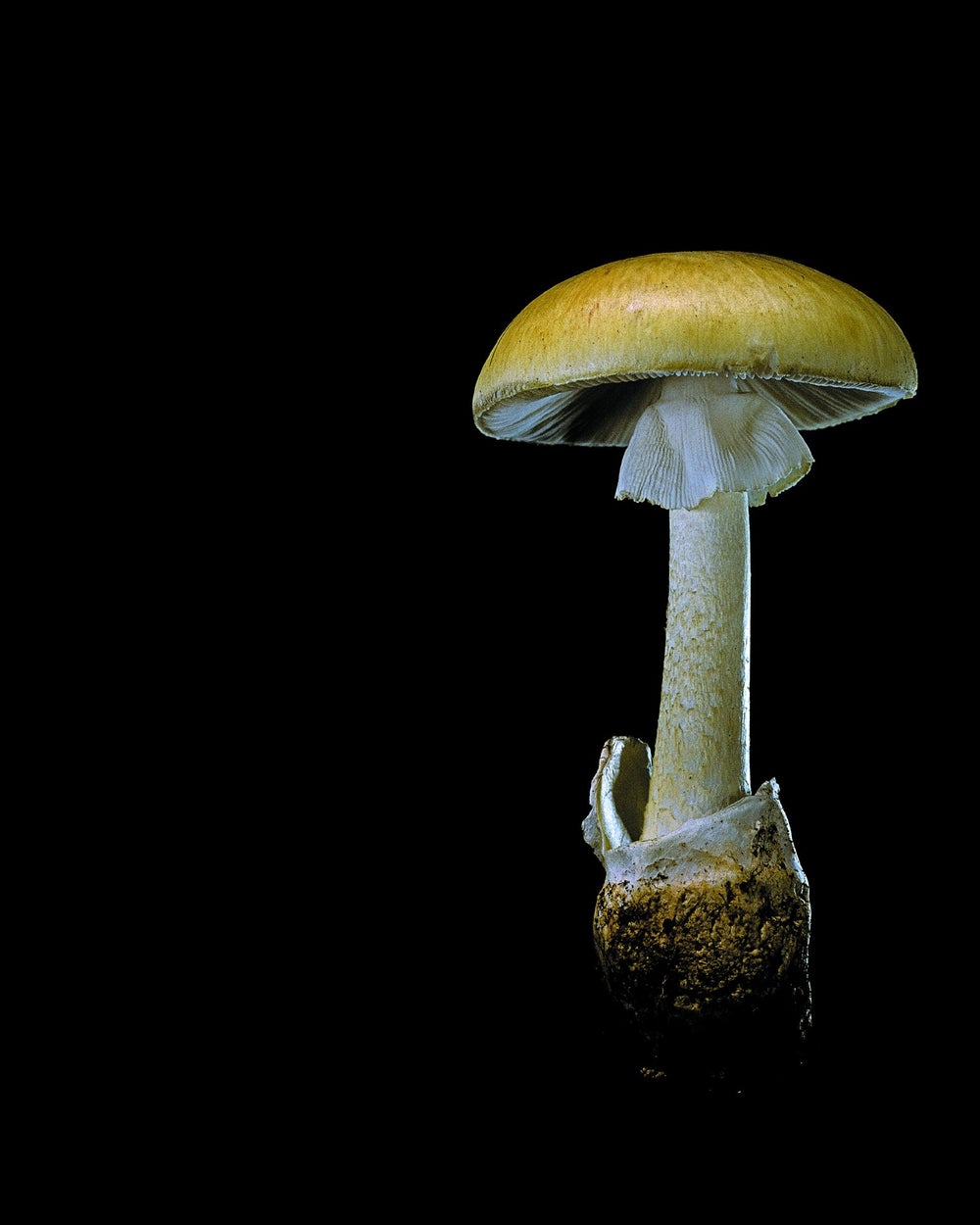 Poem: 'Death Cap' | Scientific American