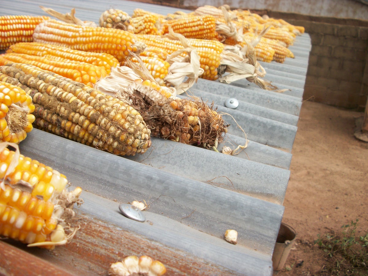 Fungus Used to Quash Cancer-Causing Toxin | Scientific American