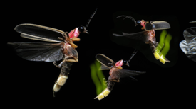 Stories by Sara Lewis News and Research - Scientific American