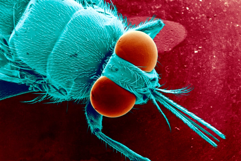 Should We Kill Off Disease-Causing Pests? Not So Fast | Scientific American