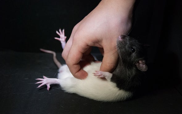 Rats Enjoy Being Tickled--When They're in the Right Mood [Video ...