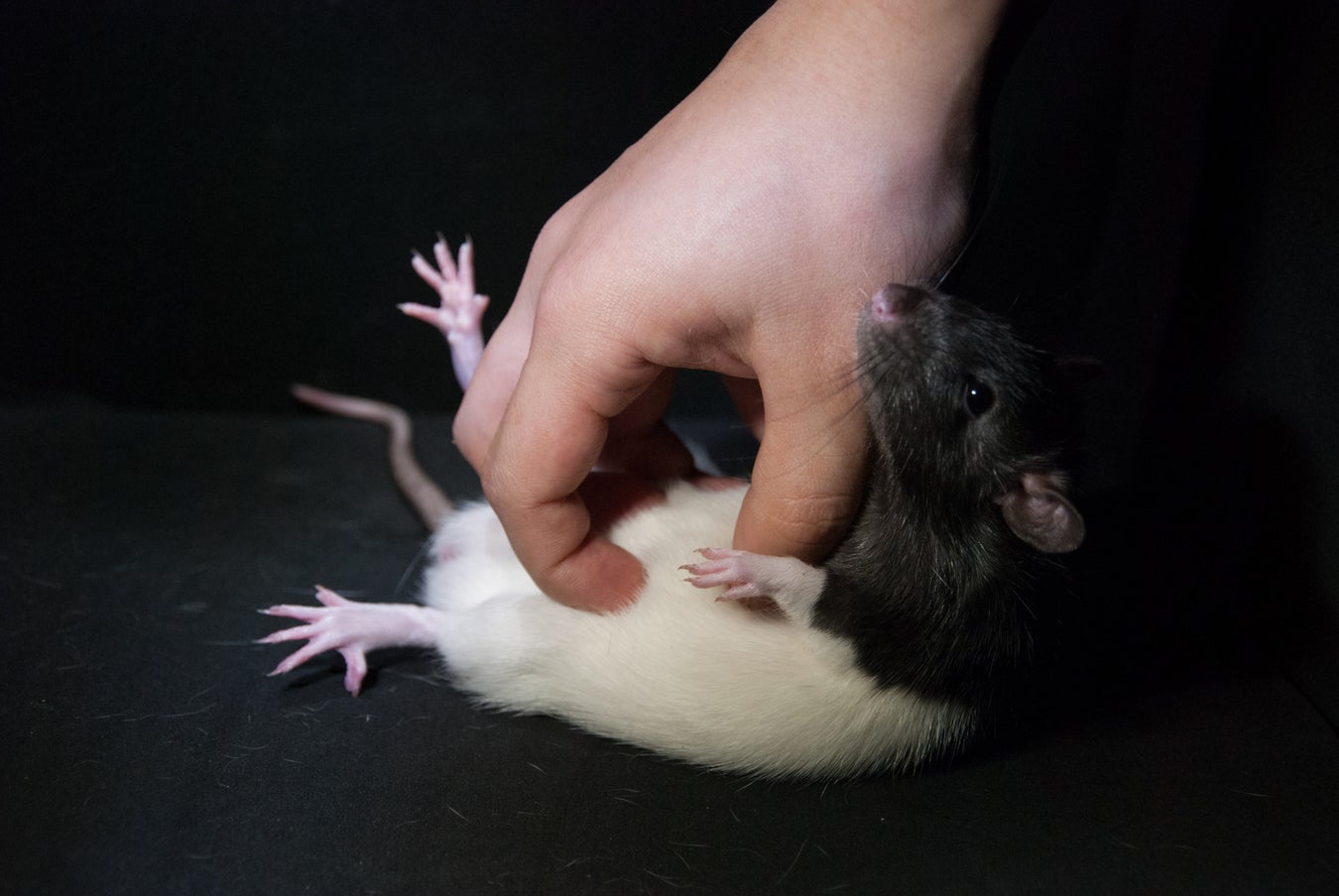 Rats Enjoy Being Tickled--When They're in the Right Mood [Video ...