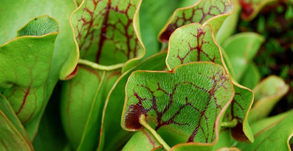 Pitcher Plant Captures Prey in Batches - Scientific American