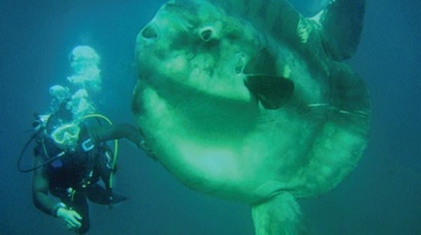 World's Heaviest Bony Fish Was Misidentified - Scientific American