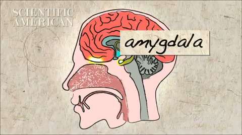 Motherhood: Your brain on kids - Scientific American