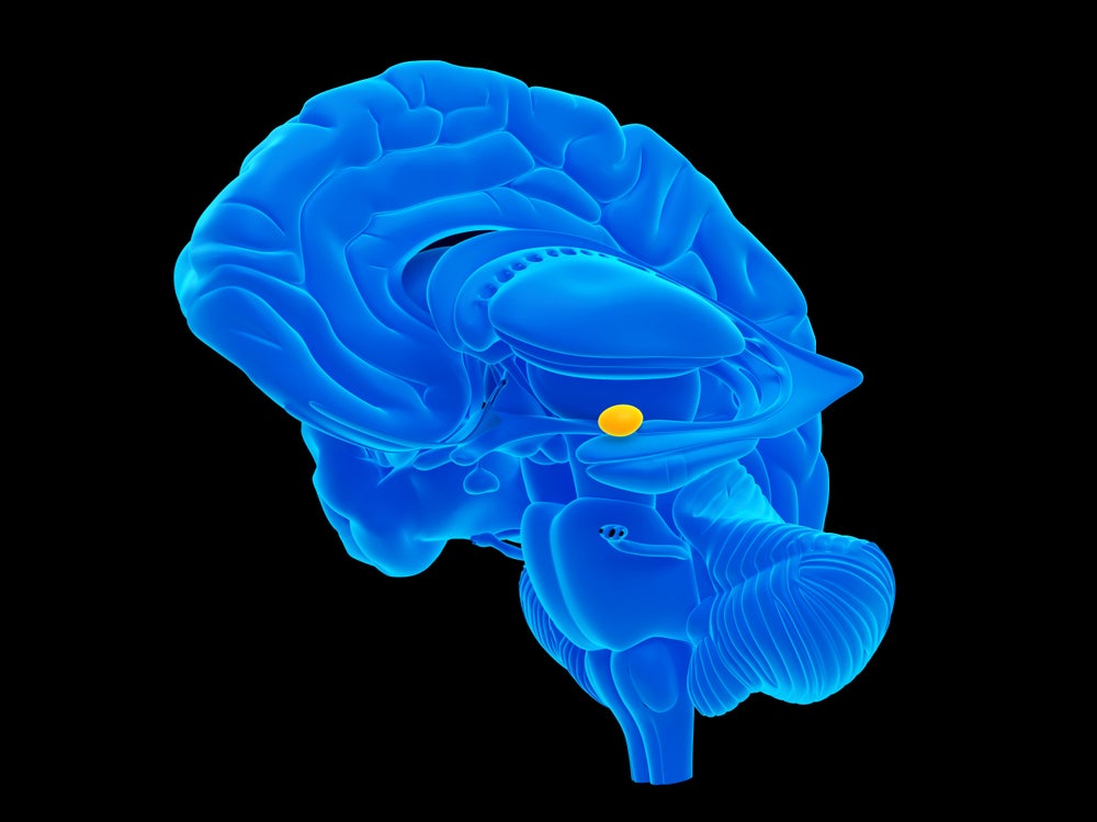 Neural Switch Flips on Aggression in Male Mice | Scientific American